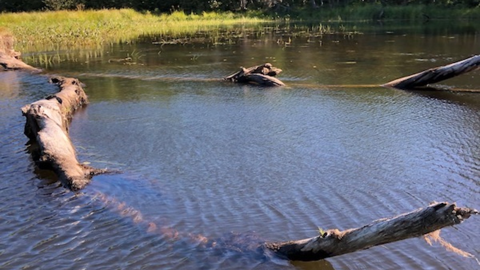 East Branch of Big Musquash Stream | Cumberland Advisors